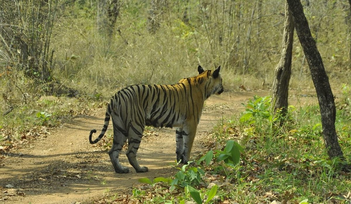 Attractions - Tiger Wildernes's Lodge